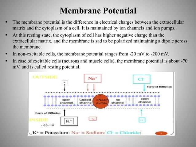 Presentation on Electrical Properties of Cell Membrane | PPTX ...
