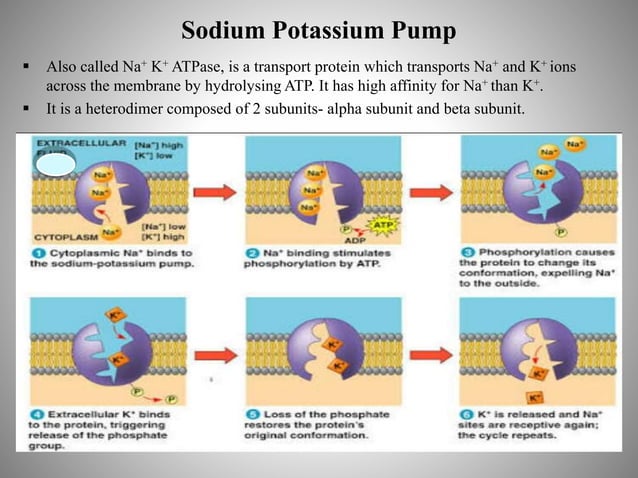 Presentation on Electrical Properties of Cell Membrane | PPTX ...
