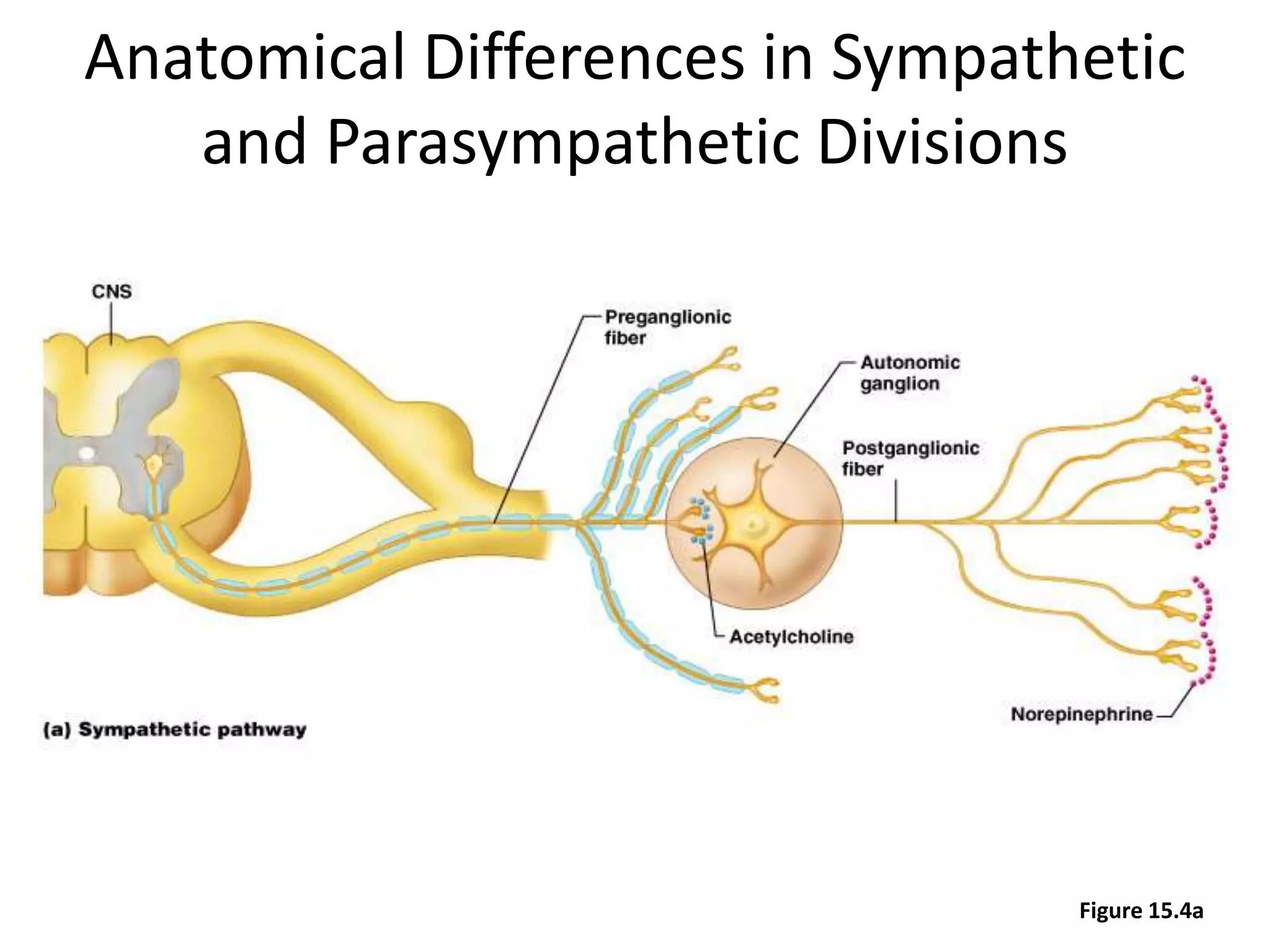 Cholinergic System - Pharmacology | PPT