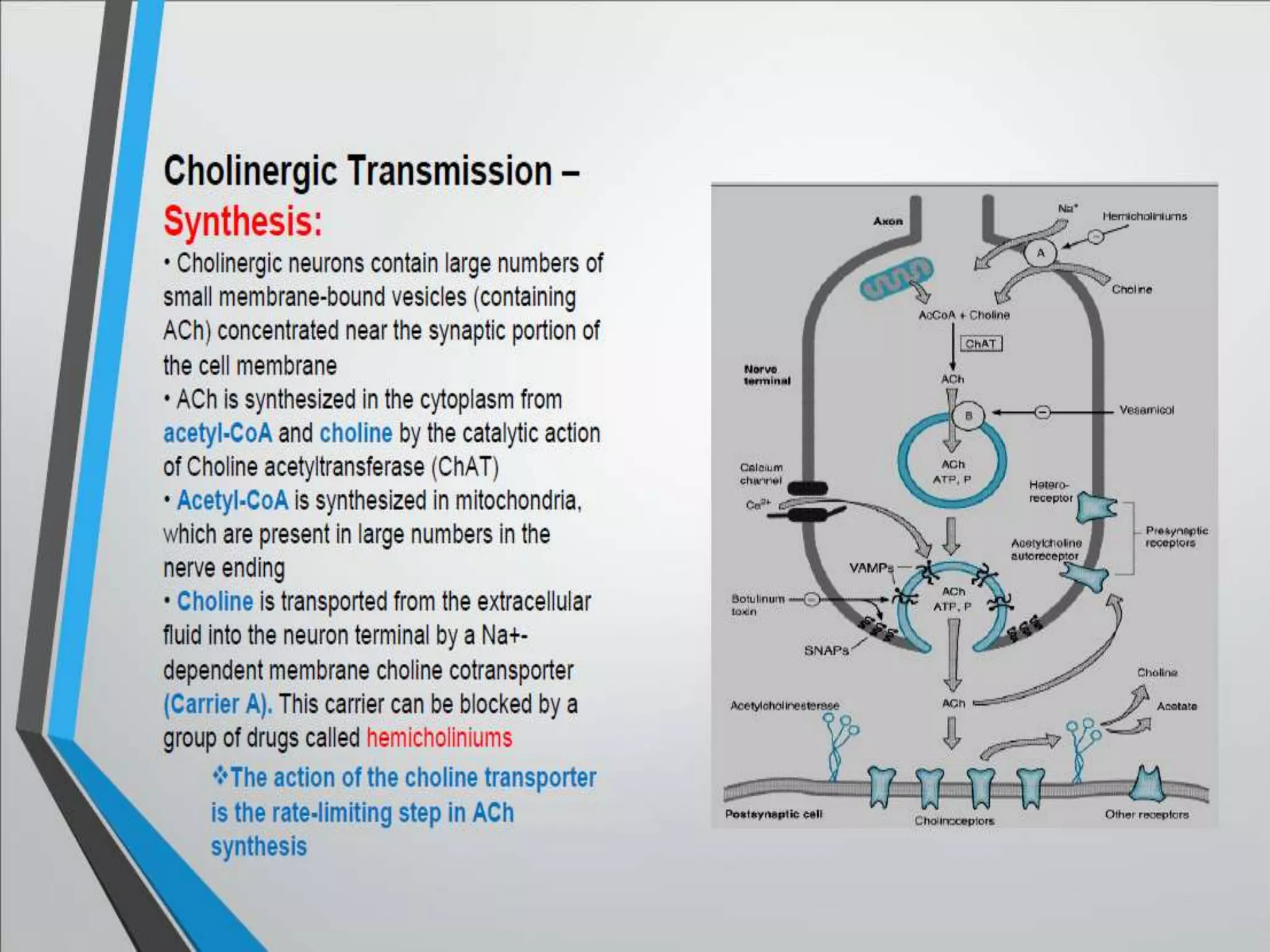 Cholinergic System - Pharmacology | PPT