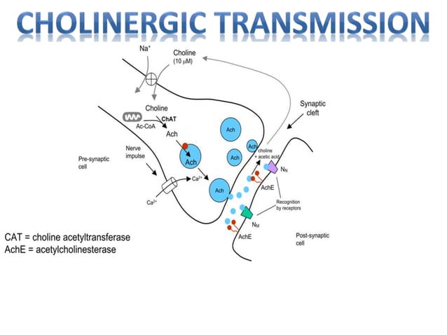 Cholinergic System - Pharmacology | PPT | Brain and Nervous System ...