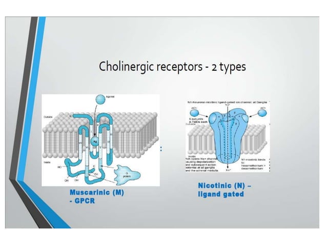 Cholinergic System - Pharmacology | PPT | Brain and Nervous System ...