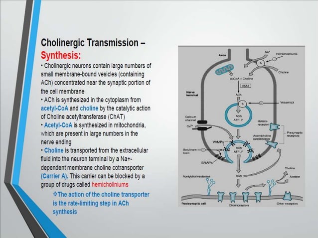 Cholinergic System - Pharmacology | PPT | Brain and Nervous System ...