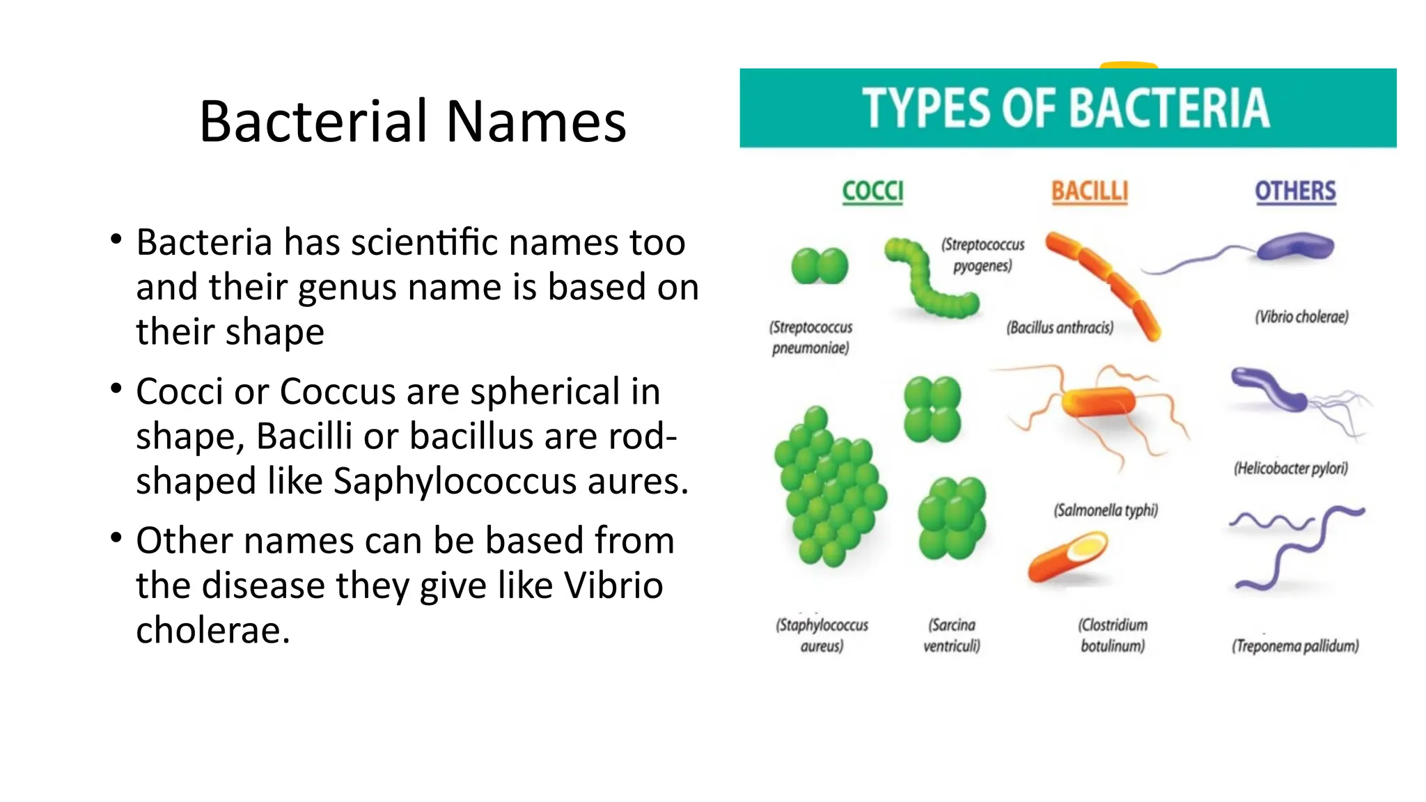 PPT 1.4 The Binomial System.pptx ...