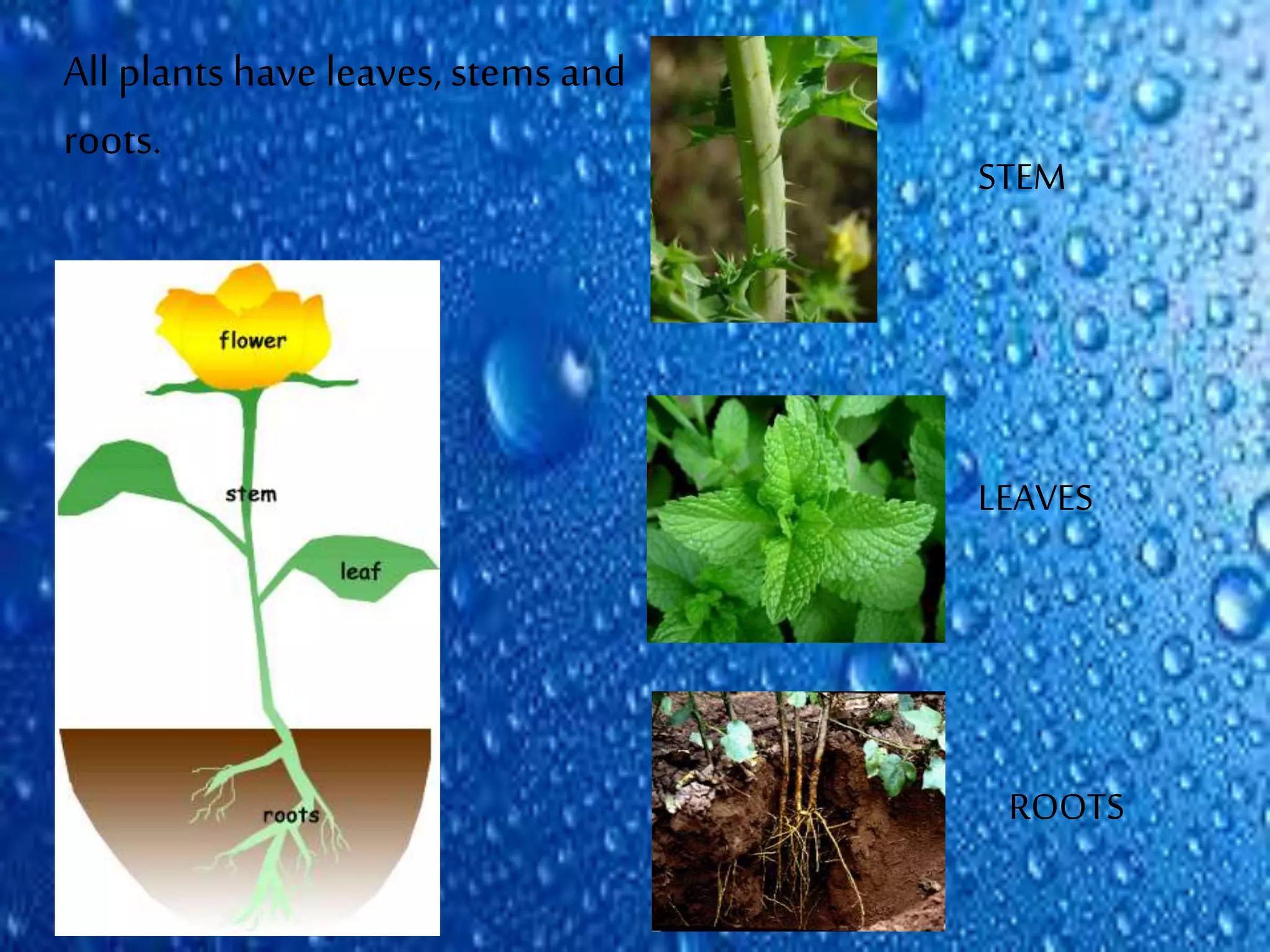 Plants parts | PPTX