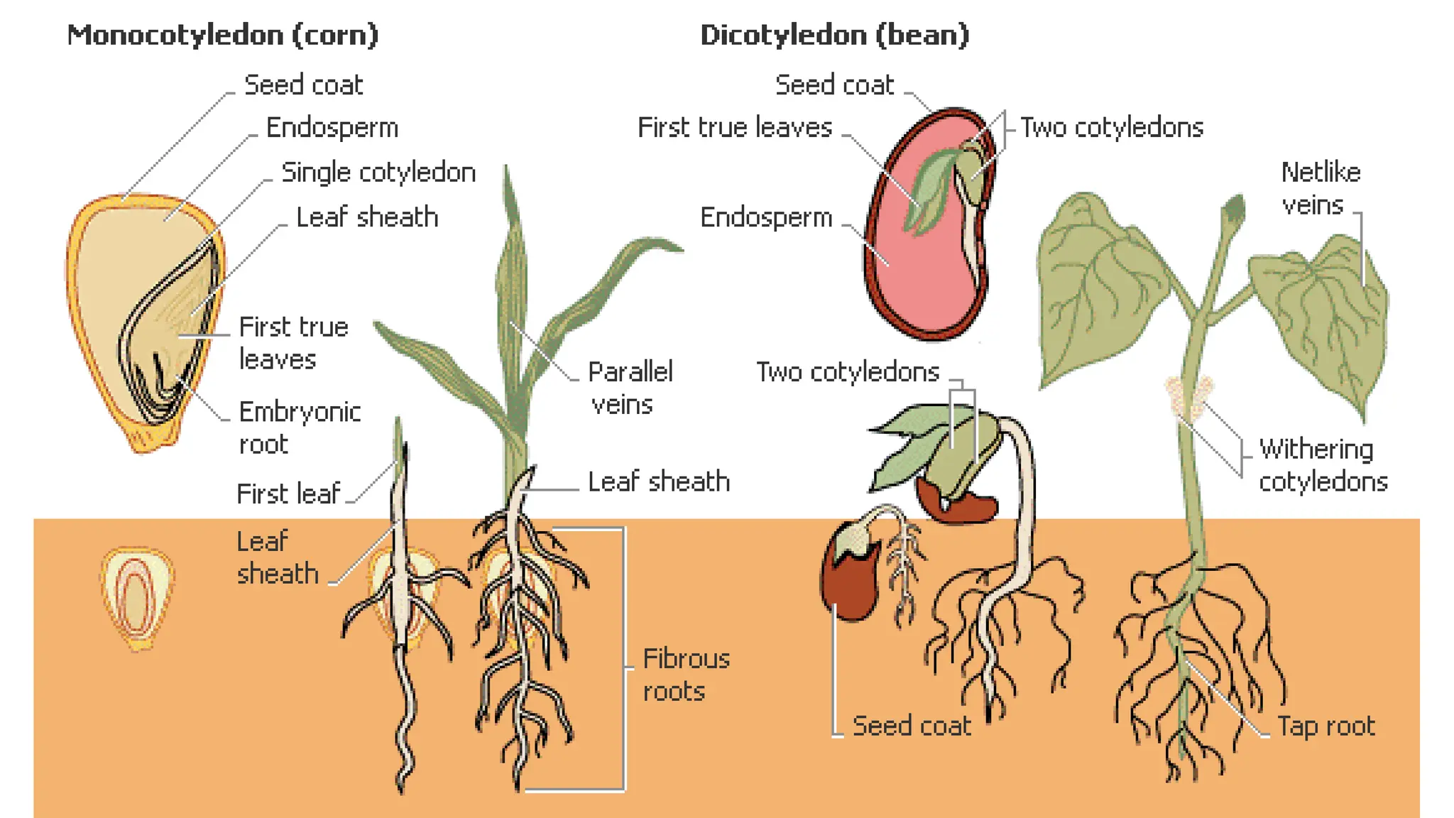 PPT 1-REVIEW MONOCOT & DICOT IN PLANT ORGANS STRUCTURE.pptx