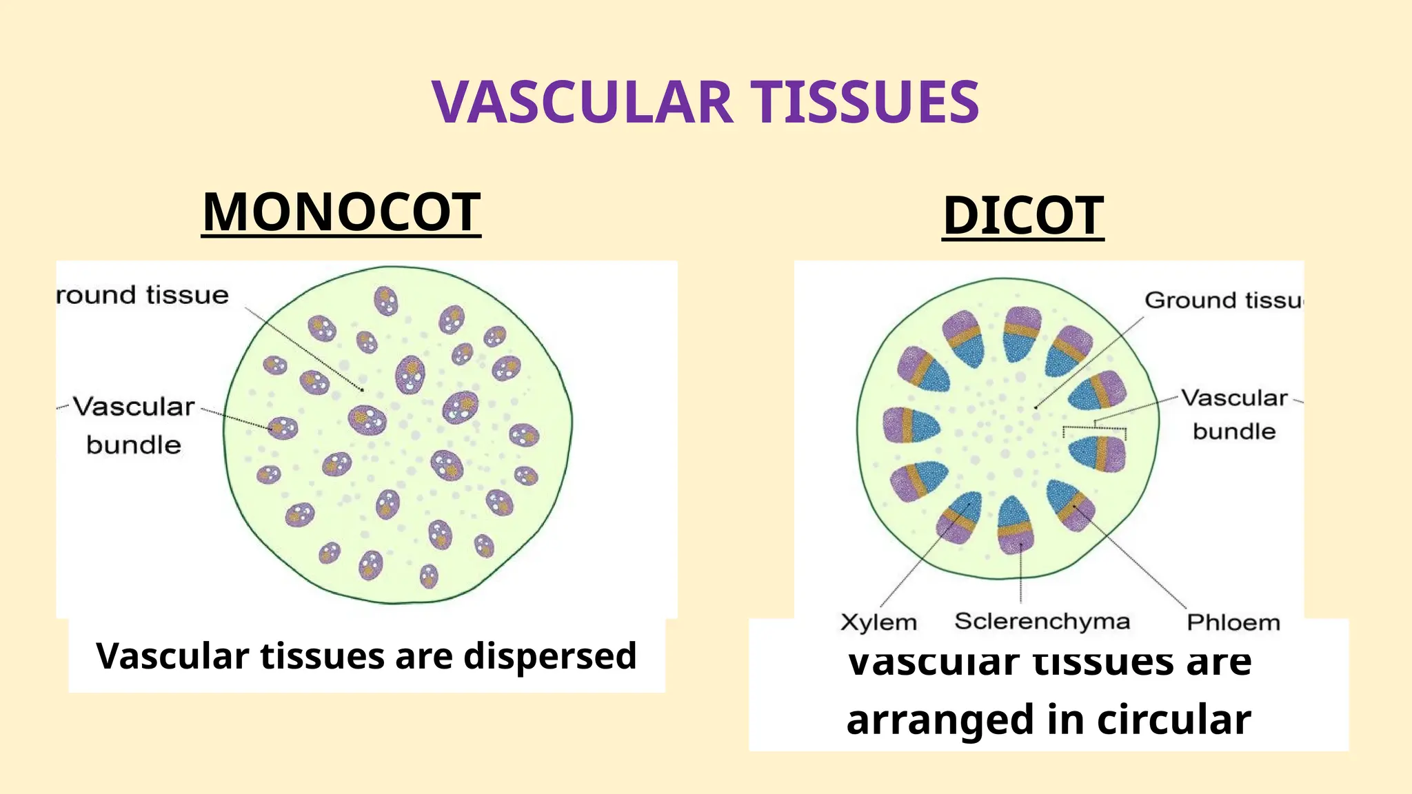 PPT 1-REVIEW MONOCOT & DICOT IN PLANT ORGANS STRUCTURE.pptx