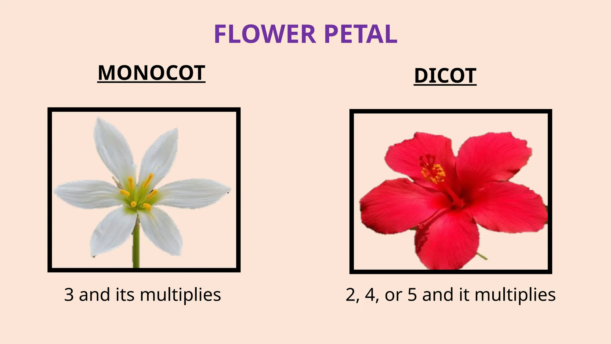 PPT 1-REVIEW MONOCOT & DICOT IN PLANT ORGANS STRUCTURE.pptx
