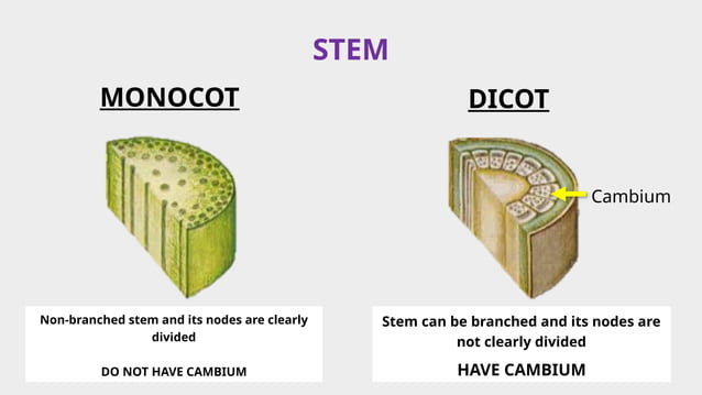 PPT 1-REVIEW MONOCOT & DICOT IN PLANT ORGANS STRUCTURE.pptx