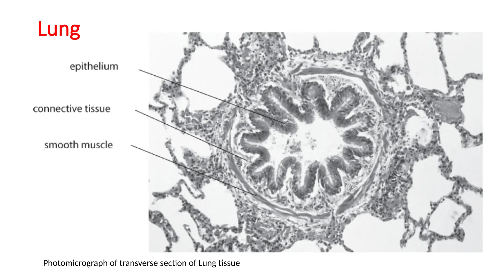 Gas Exchange Organs' Histology (Trachea, Bronchi, Bronchioles, Alveoli ...