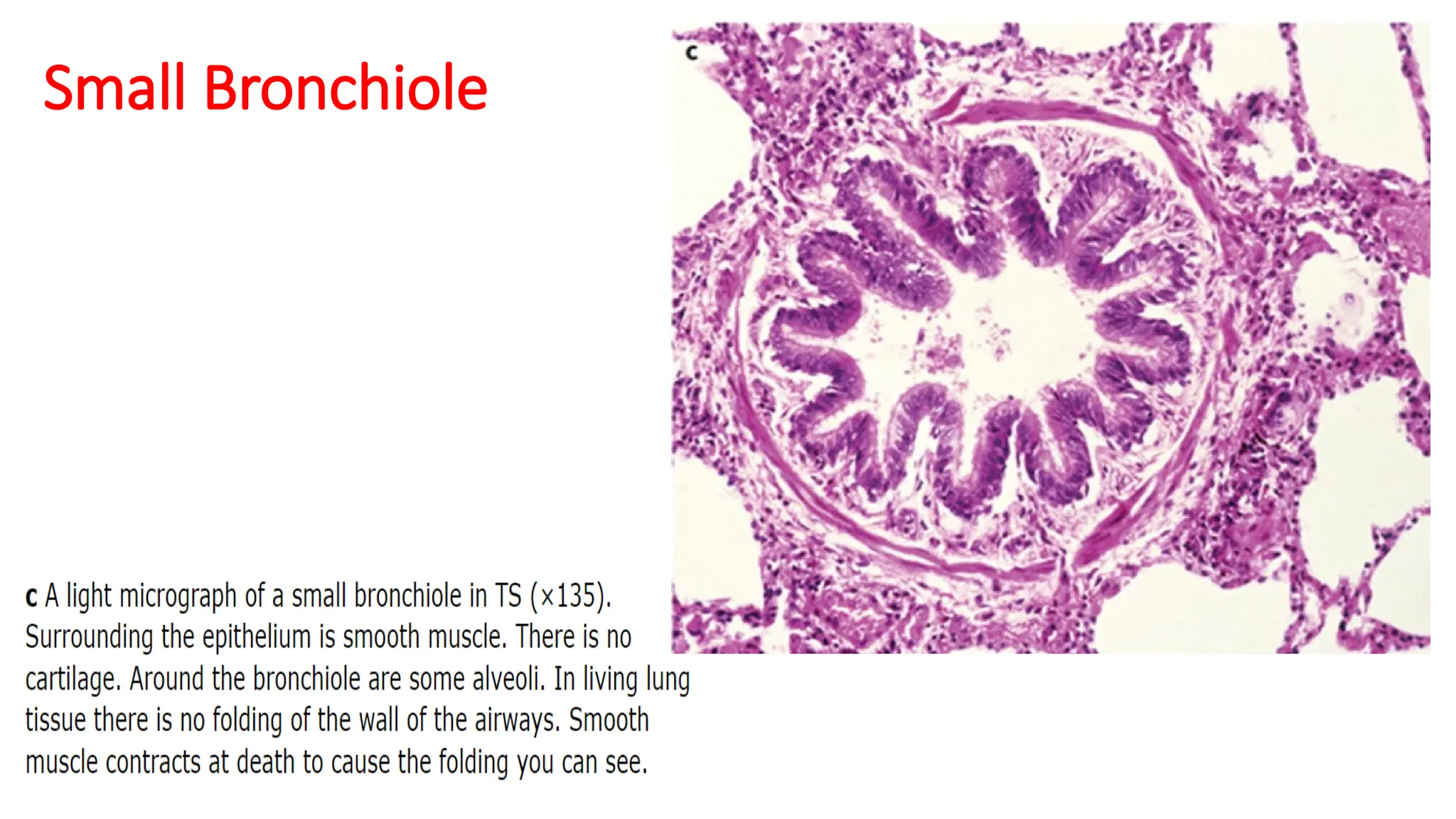 Gas Exchange Organs' Histology (Trachea, Bronchi, Bronchioles, Alveoli ...