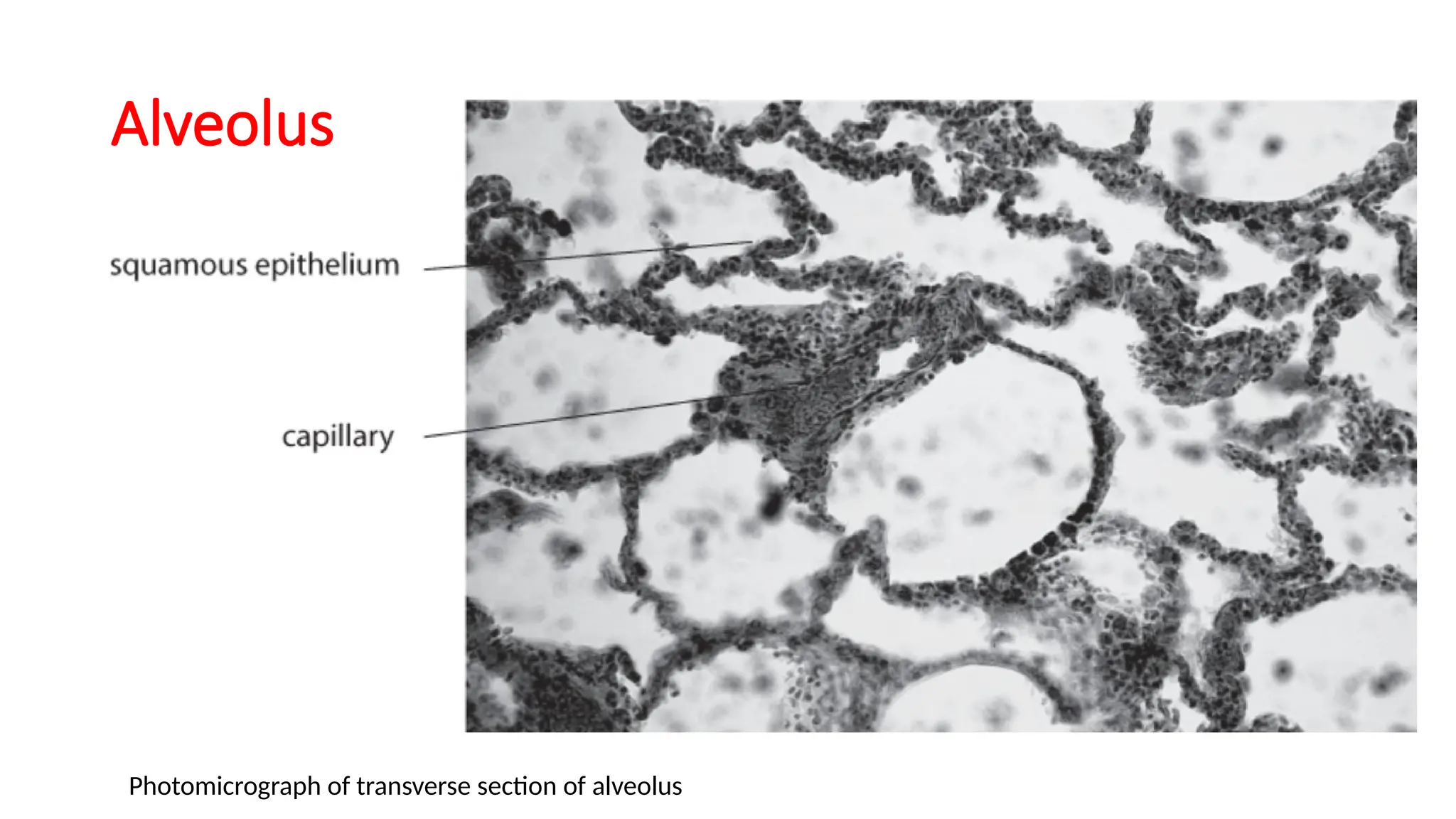 Gas Exchange Organs' Histology (Trachea, Bronchi, Bronchioles, Alveoli ...
