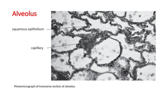 Gas Exchange Organs' Histology (Trachea, Bronchi, Bronchioles, Alveoli ...