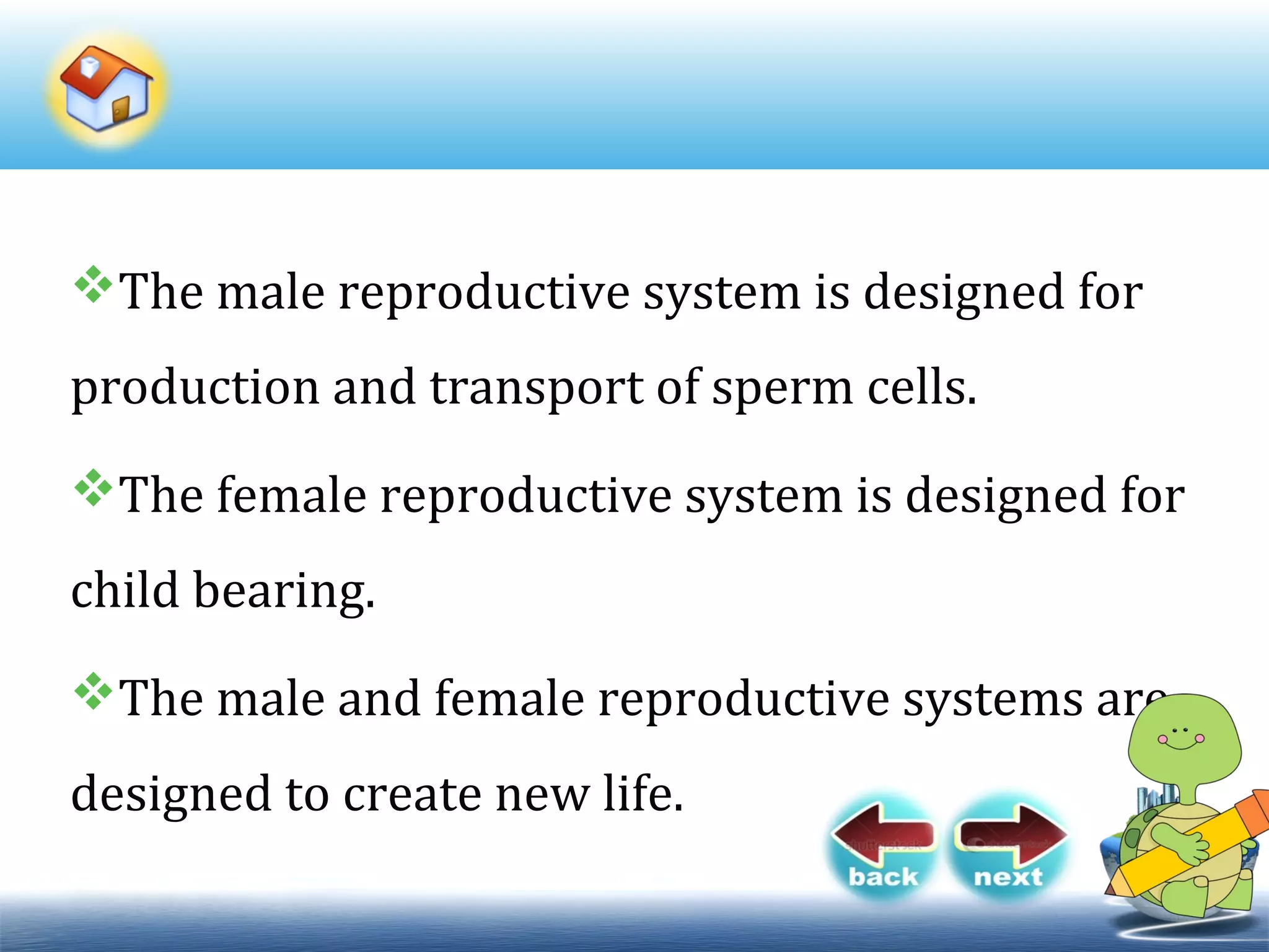 Reproductive System | PPT