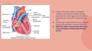 PPT 13_Jantung dan Pembuluh Darah SMP kelas 8 | PDF