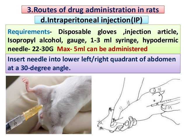 Intraperitoneal Injection Rodents Requirements For Working With