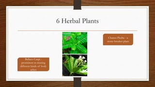 Spiro Capsules Slide Show Presentation | PPTX | Herbs and Supplements ...