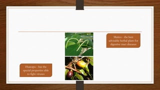 Spiro Capsules Slide Show Presentation | PPTX | Herbs and Supplements ...