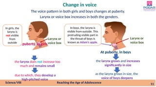 Comprehensive Overview of Adolescence and Puberty in Human Growth | PPSX