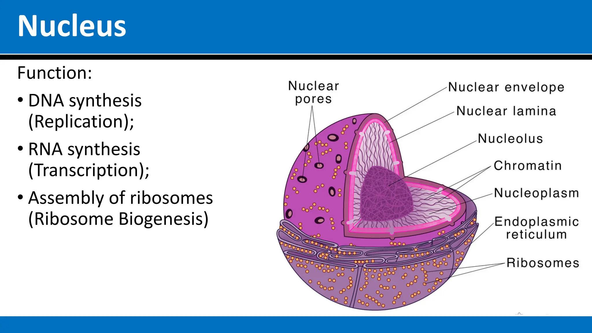 PPT1 Cell Theory, Structure and Function.pdf