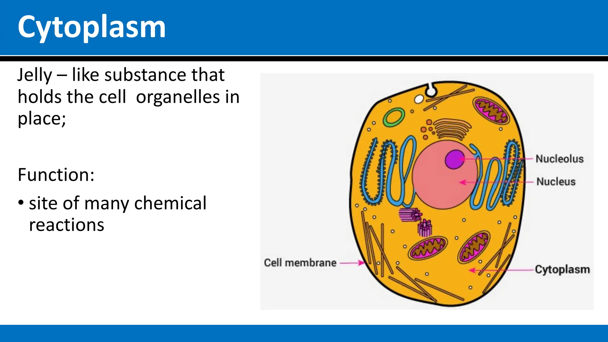 PPT1 Cell Theory, Structure and Function.pdf