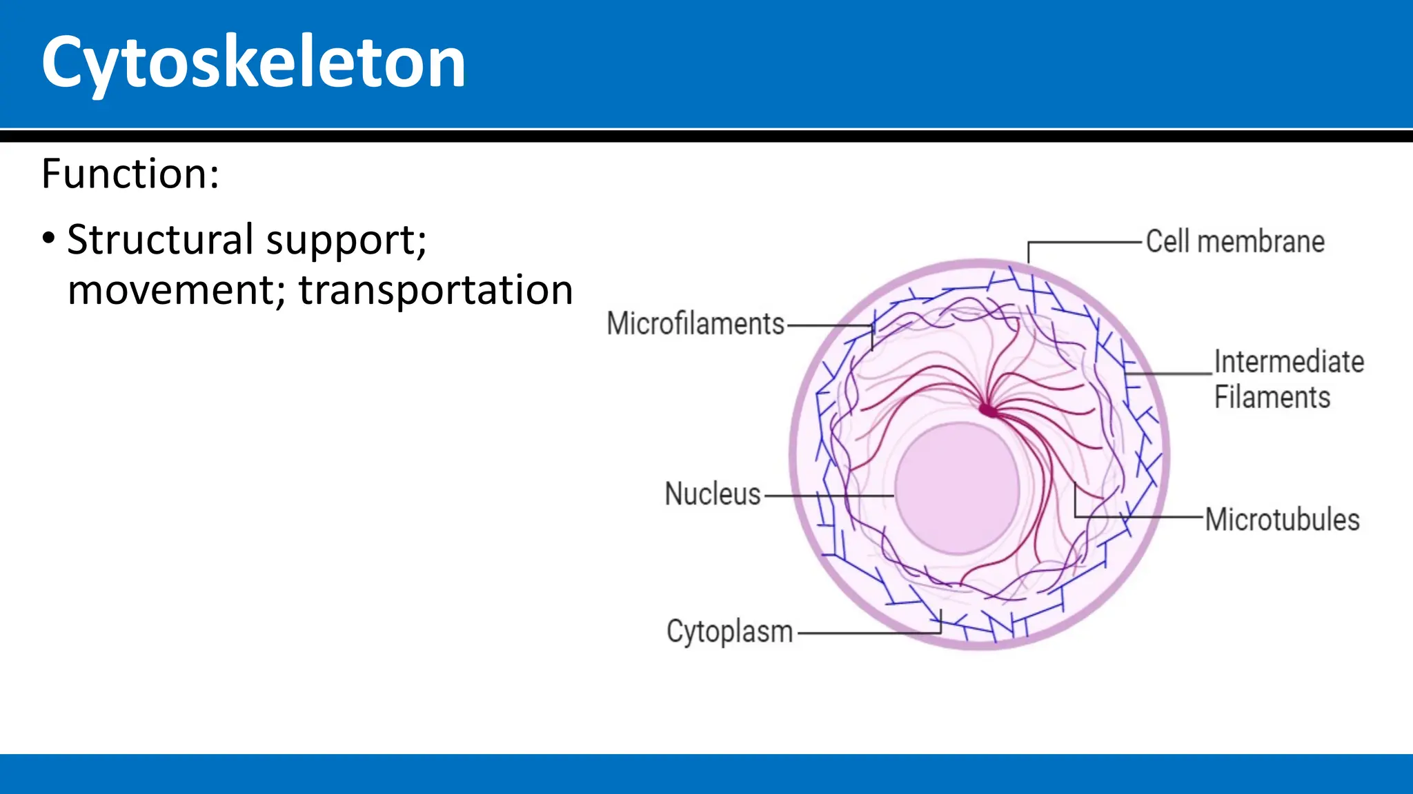 PPT1 Cell Theory, Structure and Function.pdf