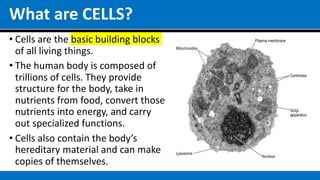 PPT1 Cell Theory, Structure and Function.pdf