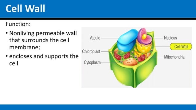 PPT1 Cell Theory, Structure and Function.pdf