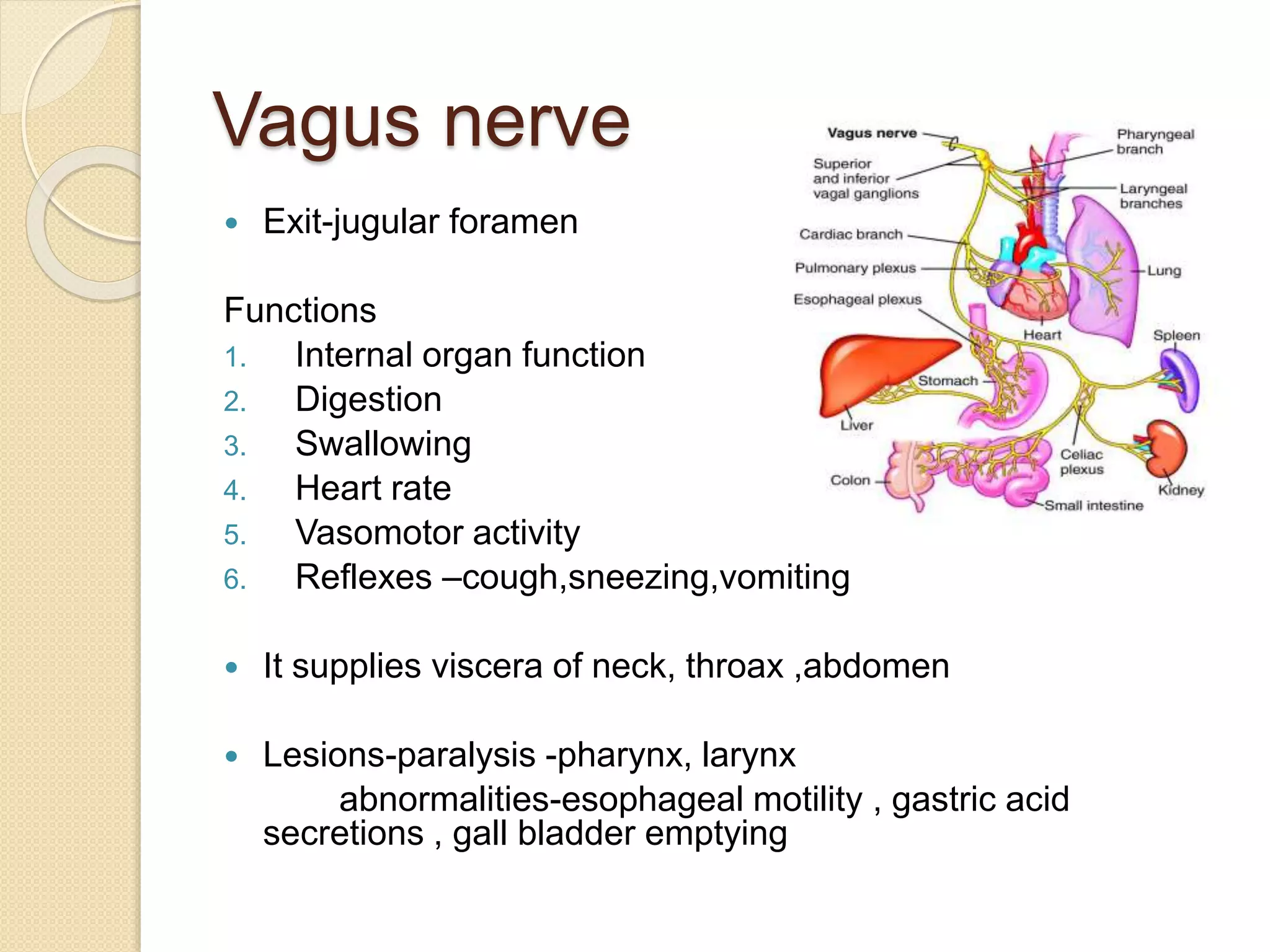 anatomy of cranial nerves and its medicolegal importance | PPTX