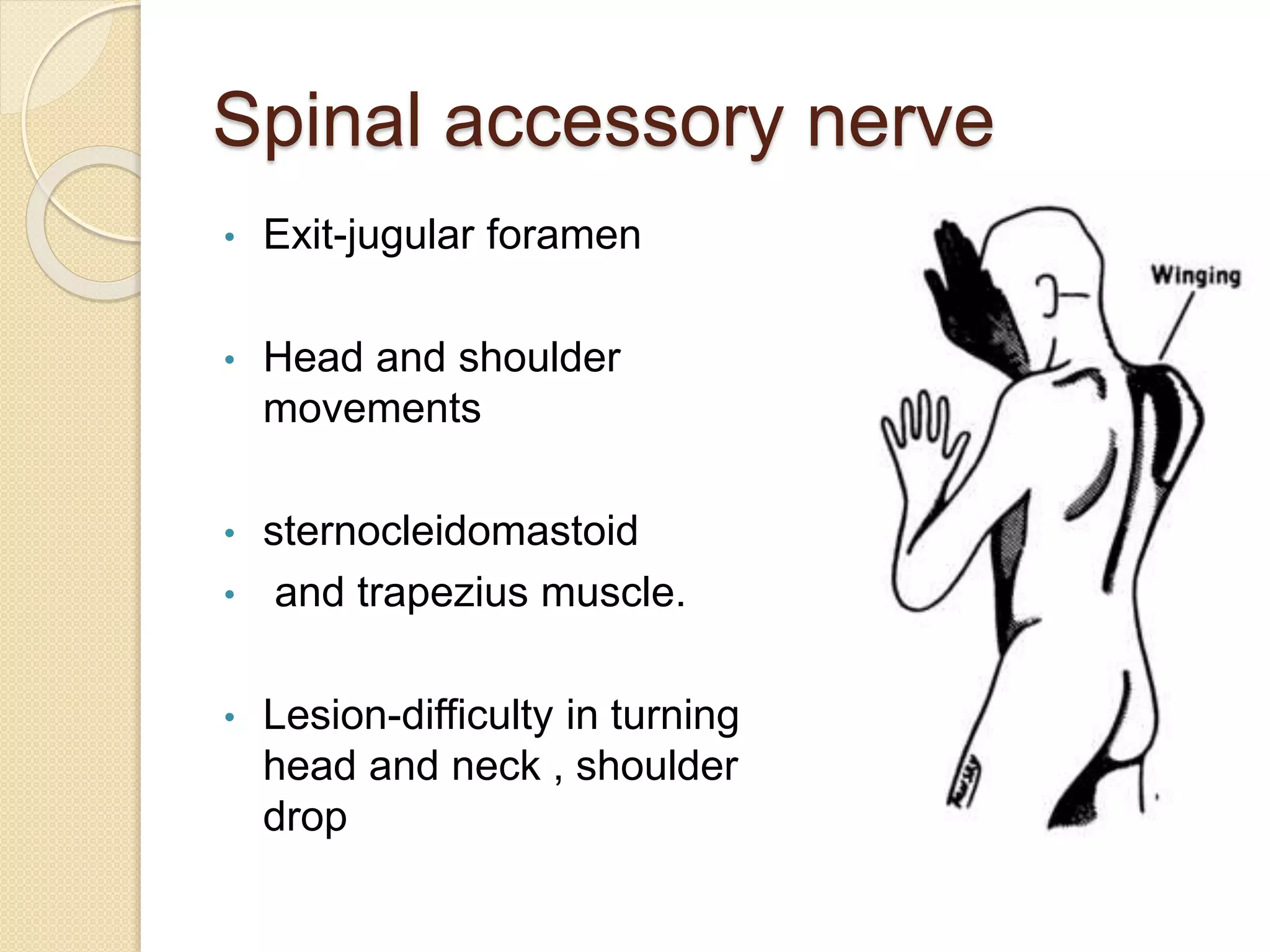 anatomy of cranial nerves and its medicolegal importance | PPTX
