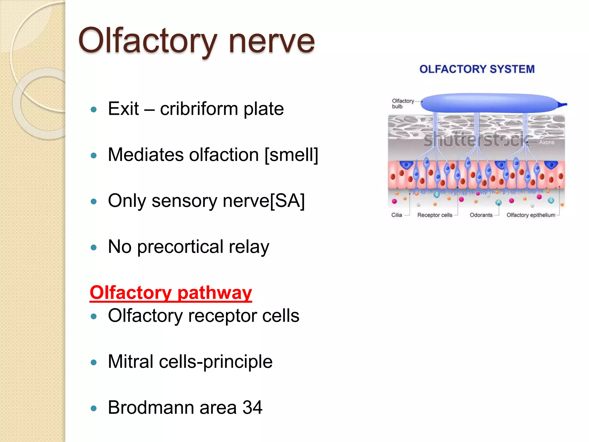 anatomy of cranial nerves and its medicolegal importance | PPTX