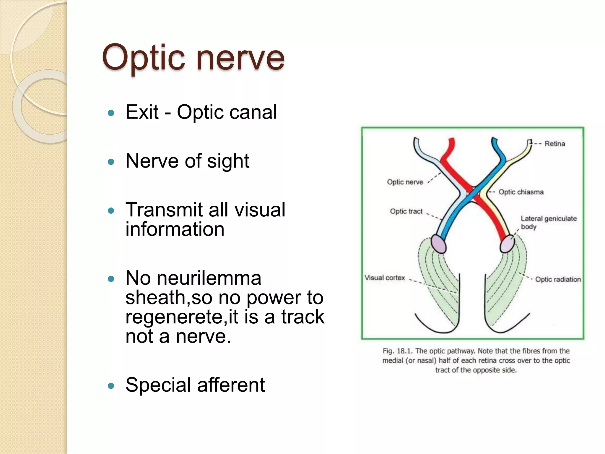 anatomy of cranial nerves and its medicolegal importance | PPTX