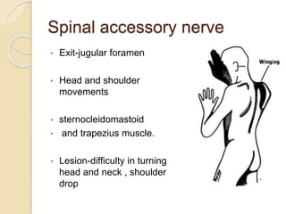 anatomy of cranial nerves and its medicolegal importance | PPT