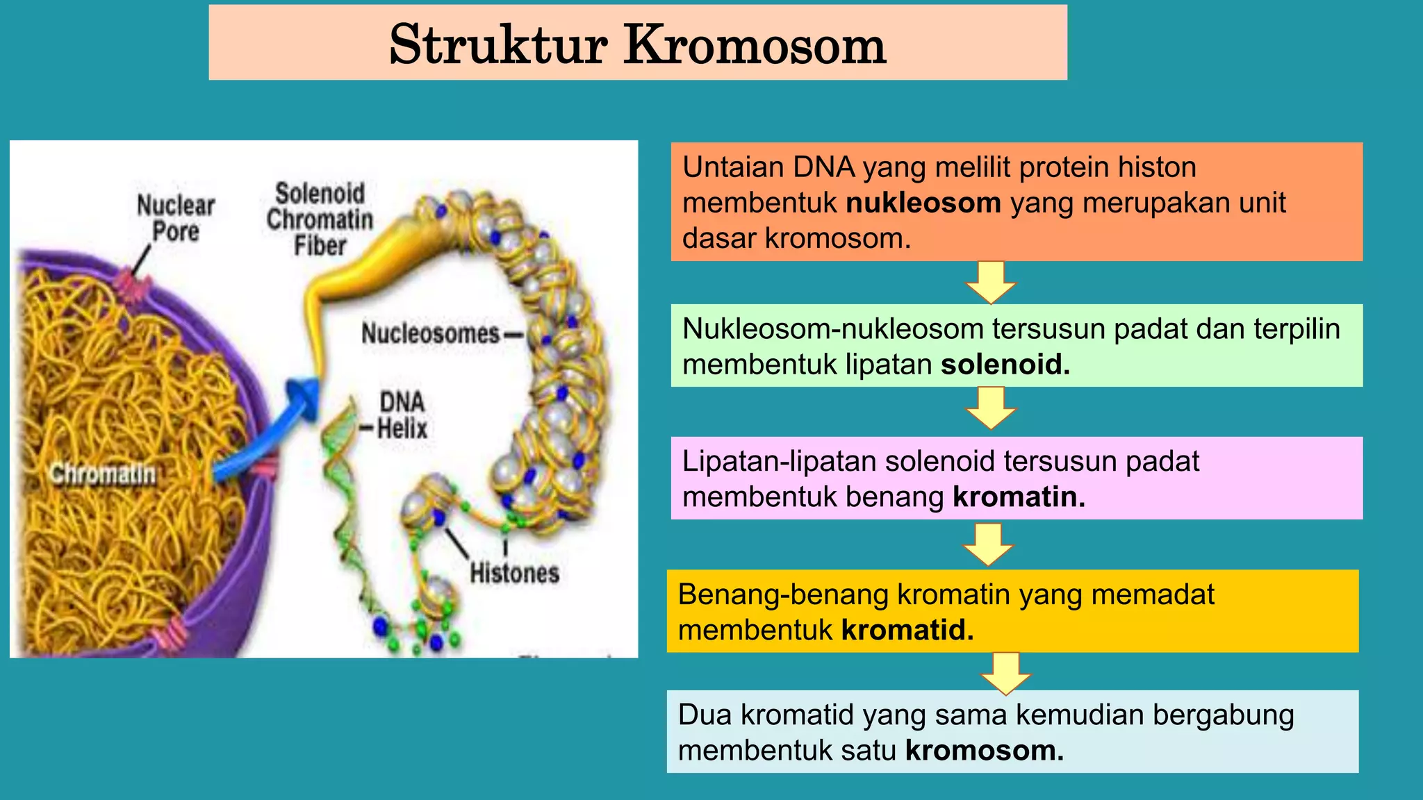 PPT 1_DNA, gen, dan kromosom (1).pptx