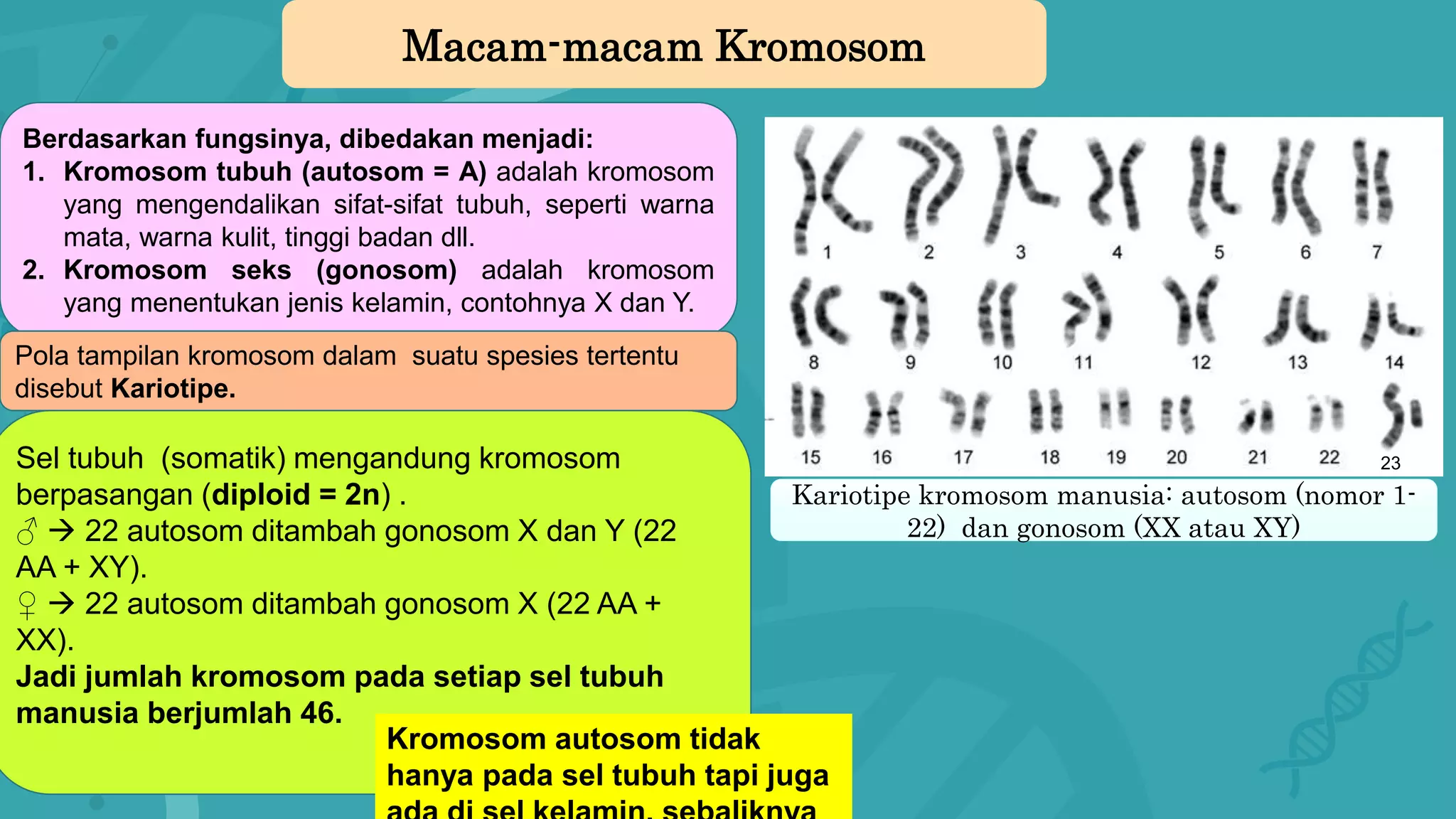 PPT 1_DNA, gen, dan kromosom (1).pptx