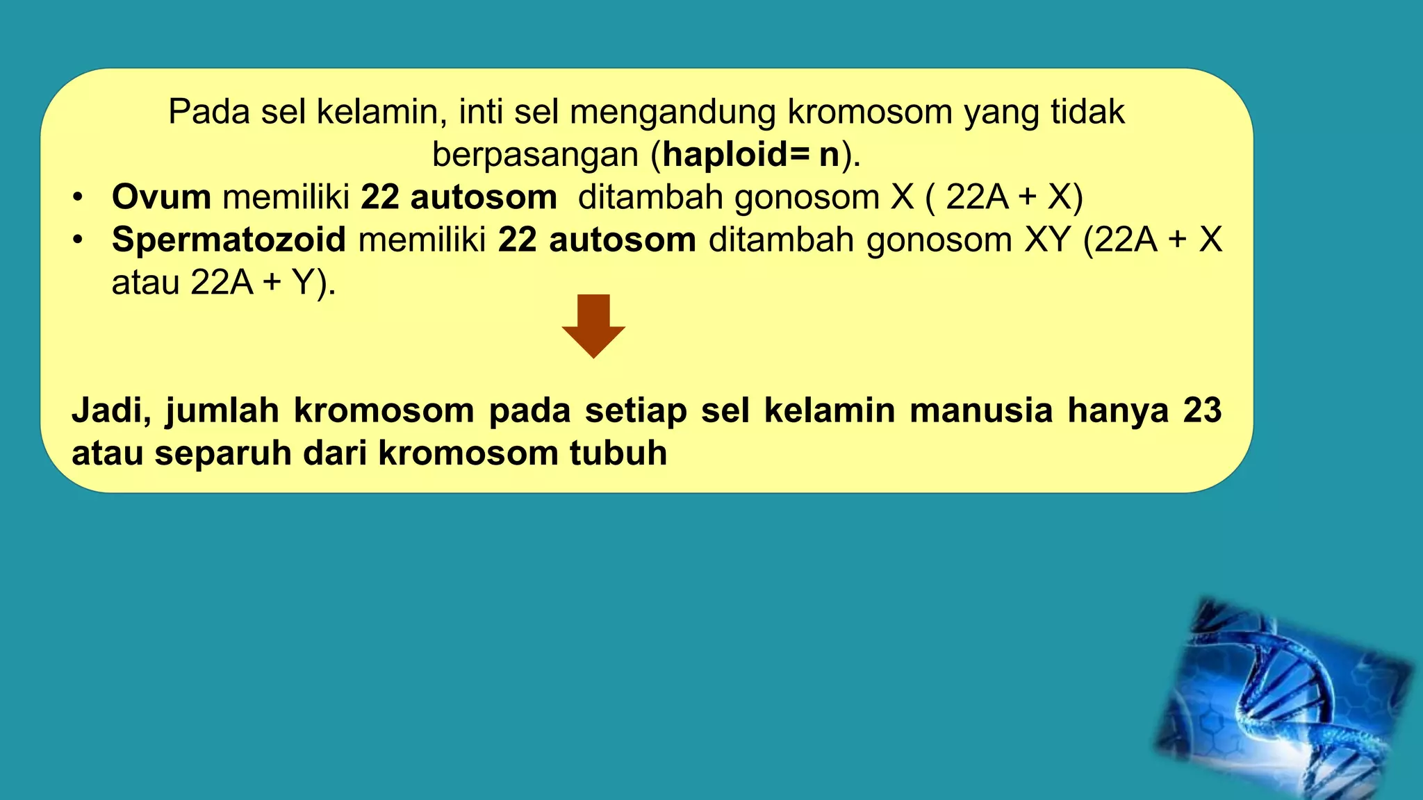 PPT 1_DNA, gen, dan kromosom (1).pptx