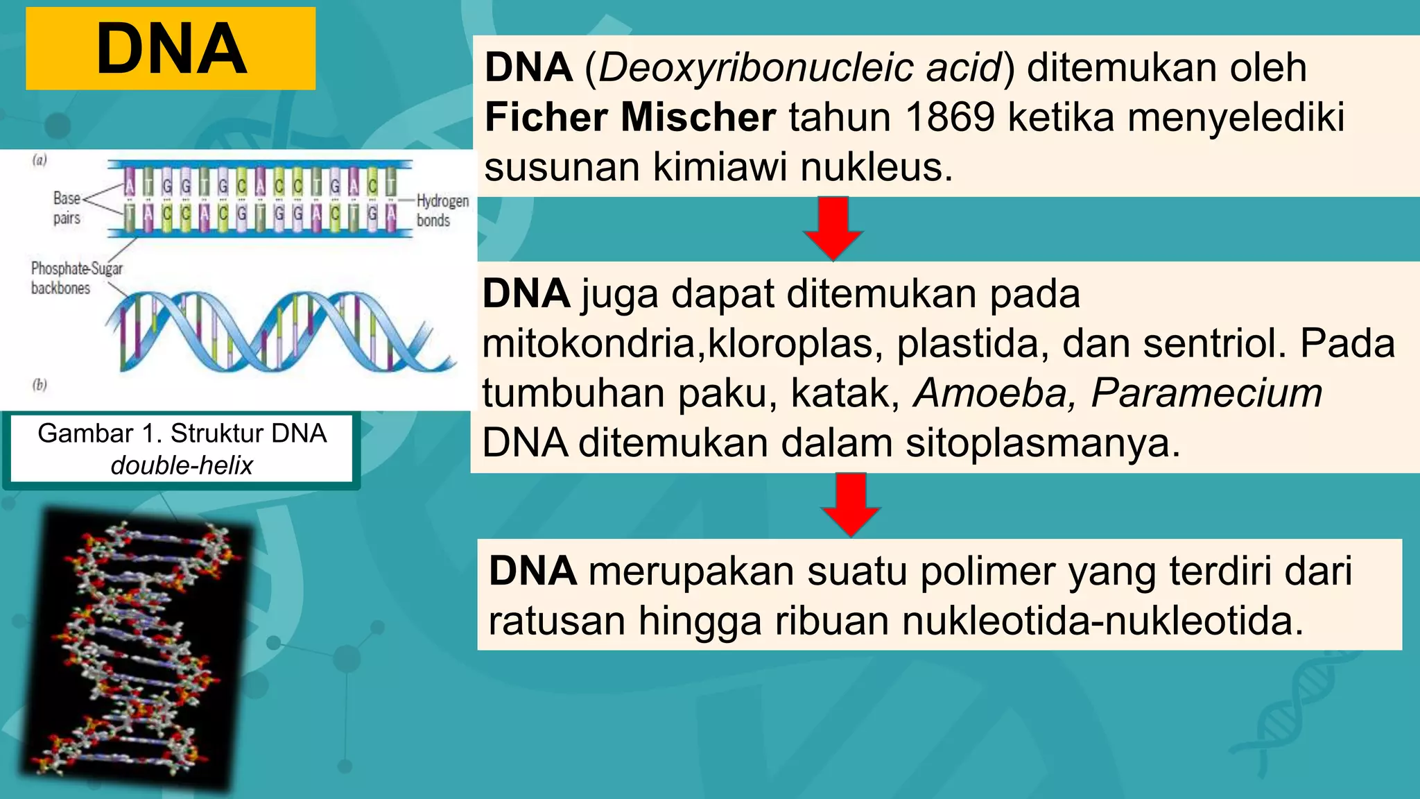 PPT 1_DNA, gen, dan kromosom (1).pptx