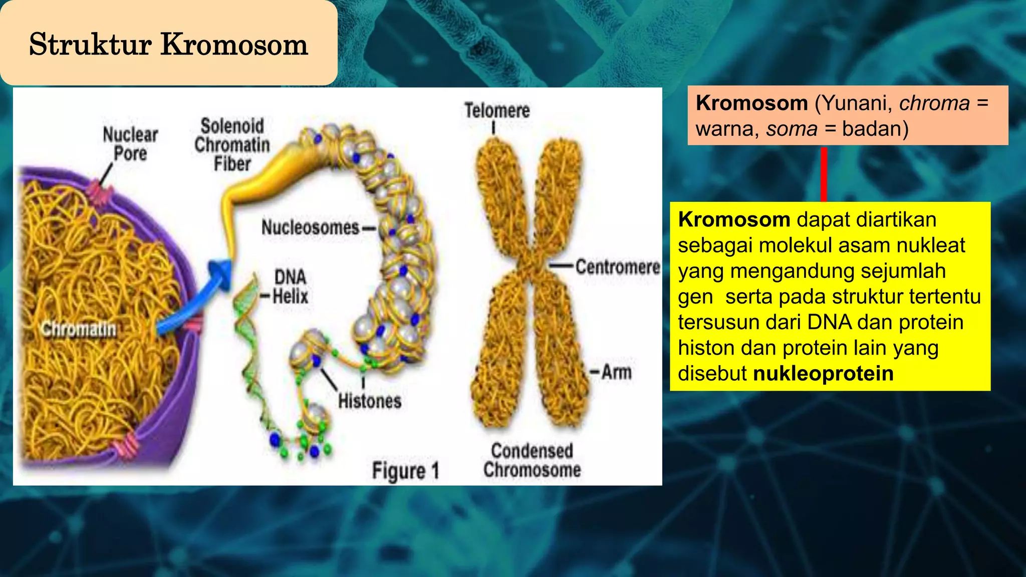 PPT 1_DNA, gen, dan kromosom (1).pptx