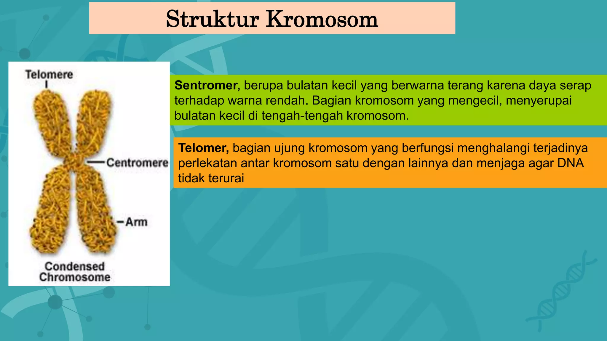 PPT 1_DNA, gen, dan kromosom (1).pptx