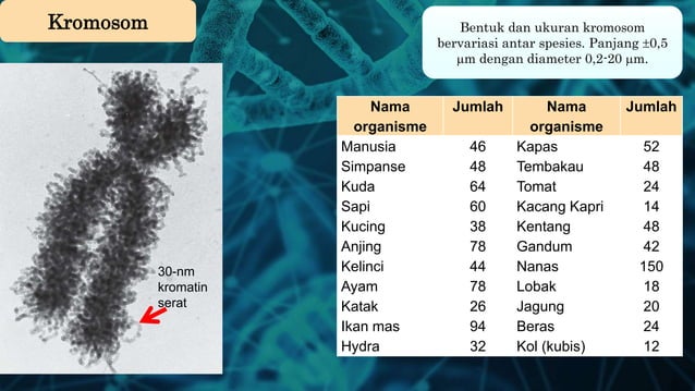 PPT 1_DNA, gen, dan kromosom (1).pptx