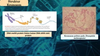 PPT 1_DNA, gen, dan kromosom (1).pptx