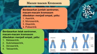 PPT 1_DNA, gen, dan kromosom (1).pptx