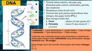 PPT 1_DNA, gen, dan kromosom (1).pptx