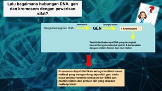 PPT 1_DNA, gen, dan kromosom (1).pptx