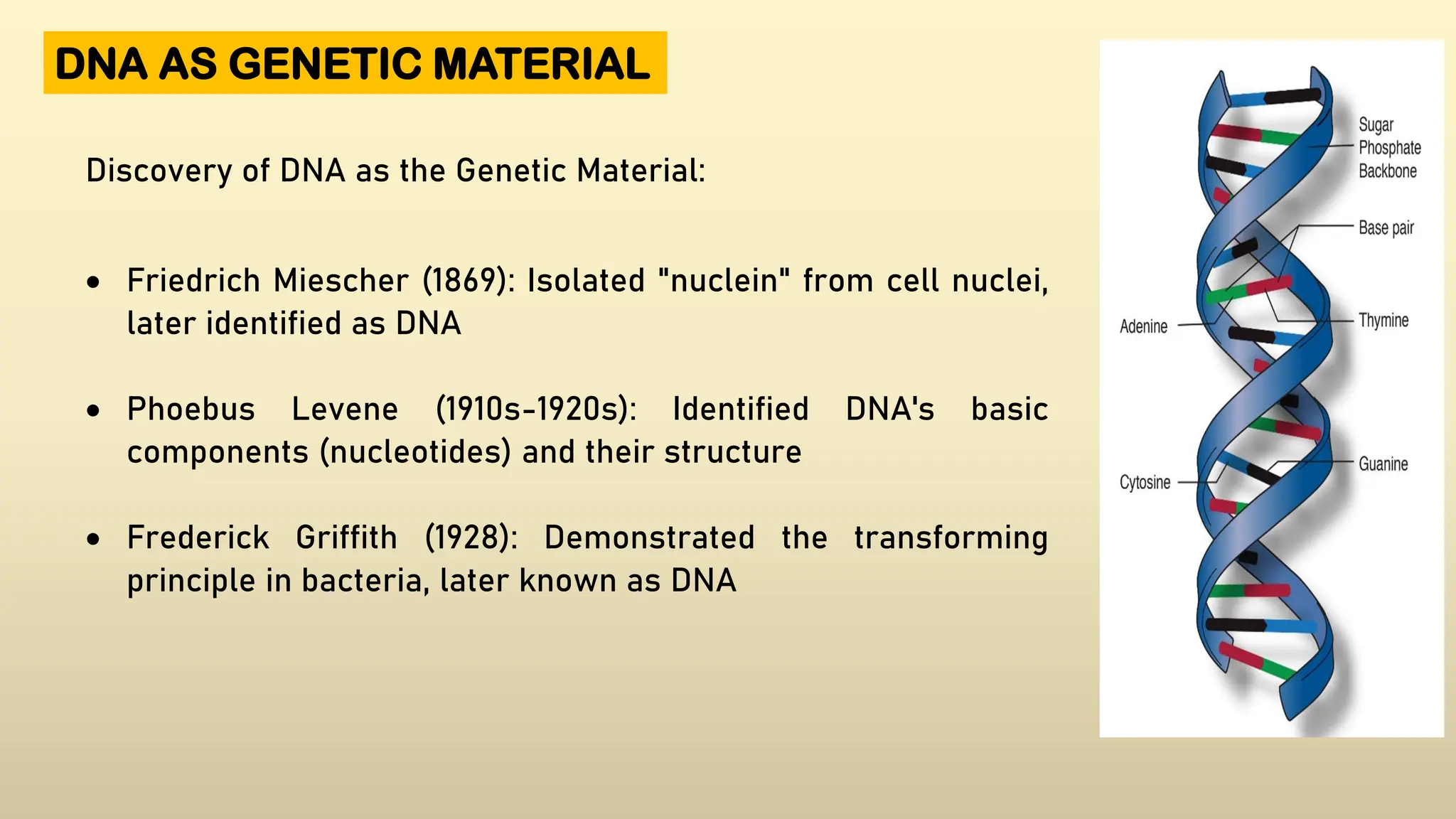 DNA genetic material | PPT