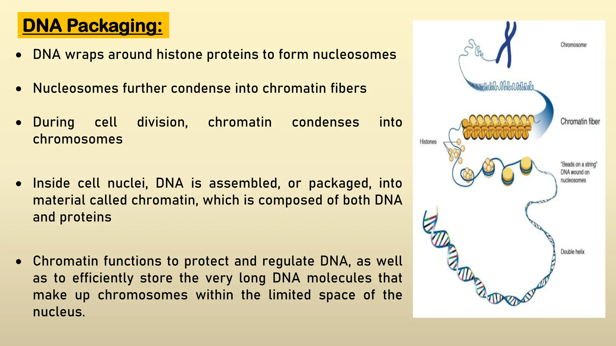 DNA genetic material | PDF