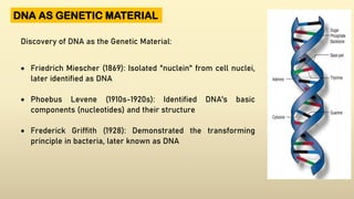DNA genetic material | PPT