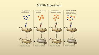 DNA genetic material | PPT