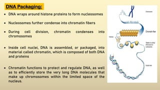 DNA genetic material | PPT