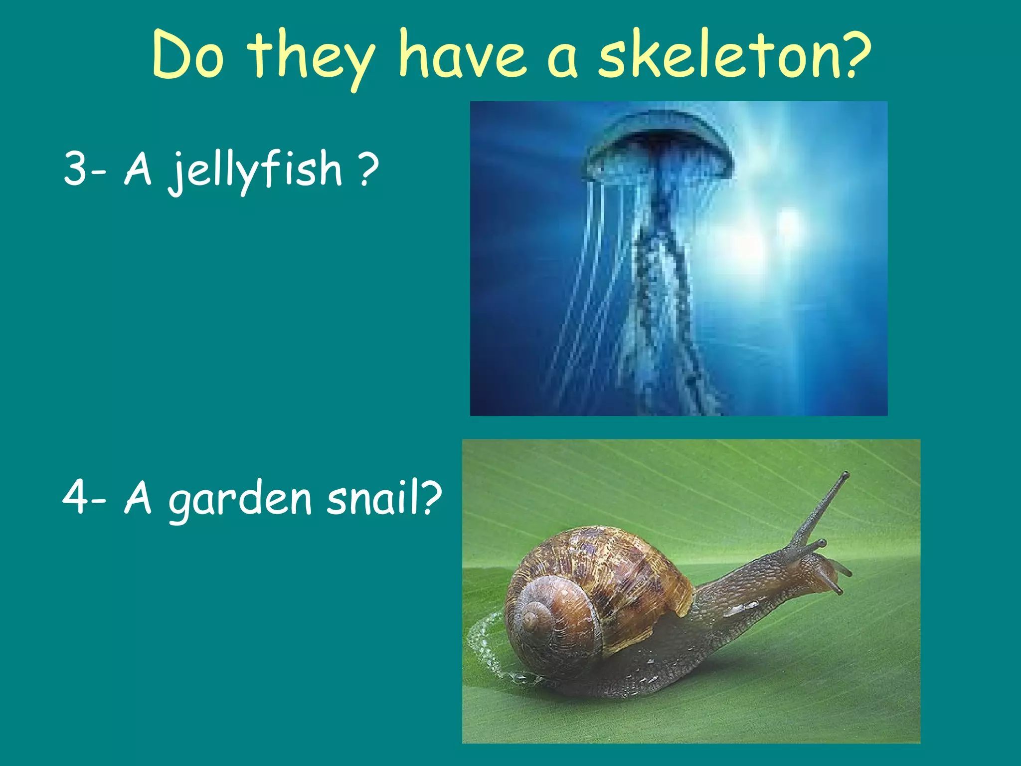 Ppt1 invertebrates | PPT